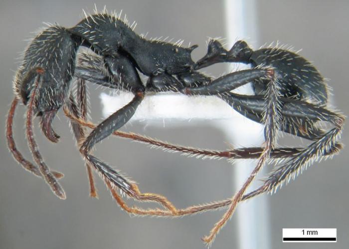 Aphaenogaster senilis | Клуб Любителей Муравьев