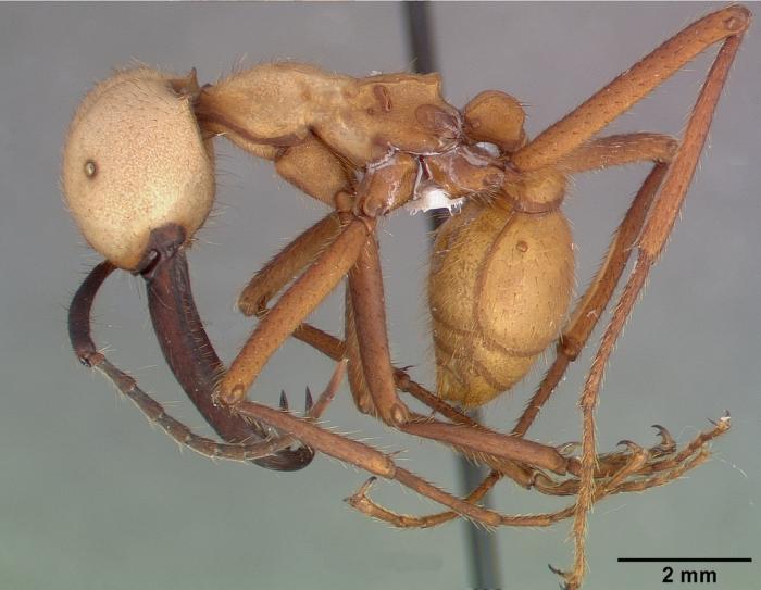 Eciton burchelli | Клуб Любителей Муравьев