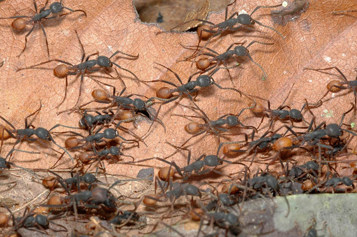 Eciton burchelli | Клуб Любителей Муравьев