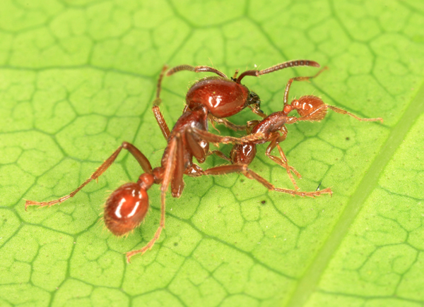 Labidus coecus | Клуб Любителей Муравьев