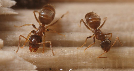 Lasius neglectus | Клуб Любителей Муравьев
